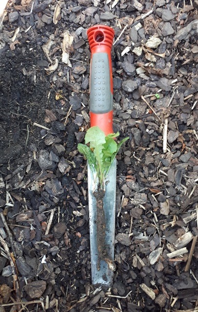 Product Review – WOLF-Garten Weeding and Planting Knife – Deep Green ...